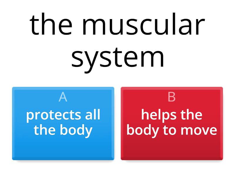 muscular system - Quiz