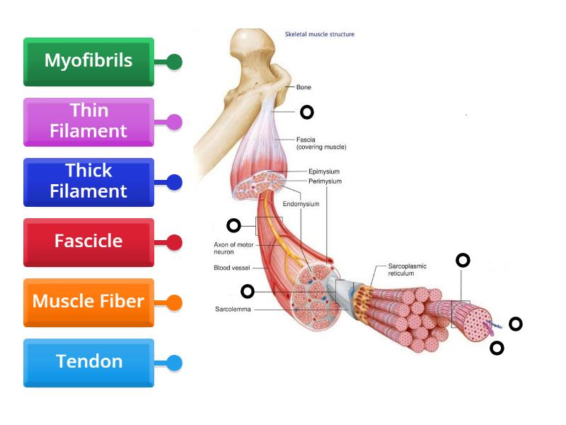 Structure of Skeletal Muscle - Labelled diagram