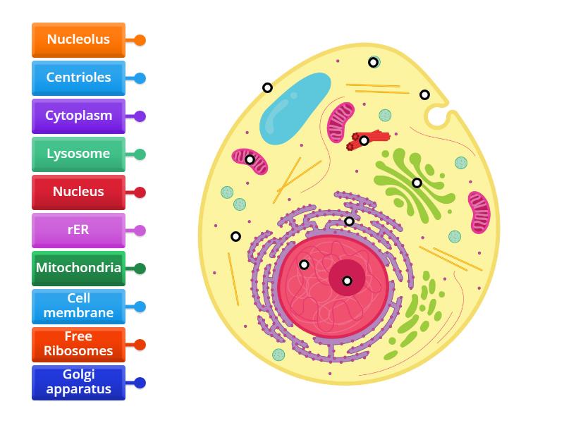 Animal Cell - Labelled diagram