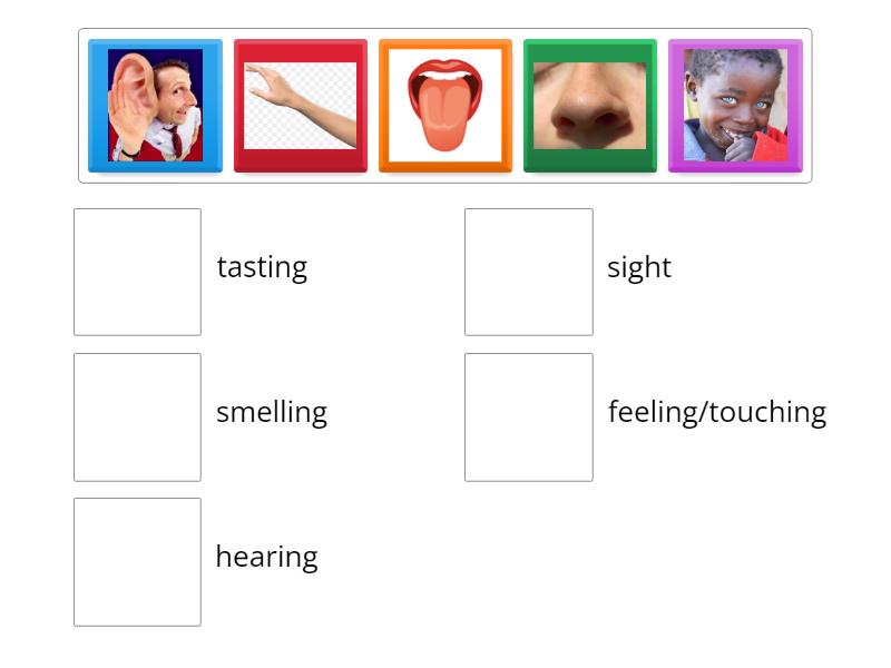 Sense Organs - Match up