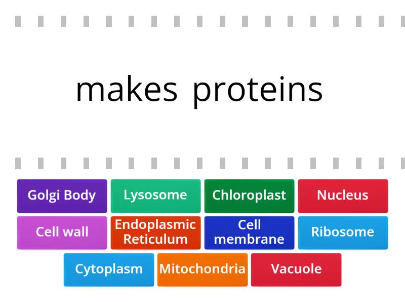 HN Cell Organelle Matching Game - Find the match
