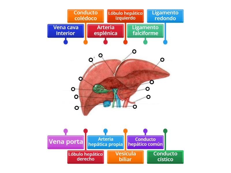 Anatomía Hígado - Labelled diagram