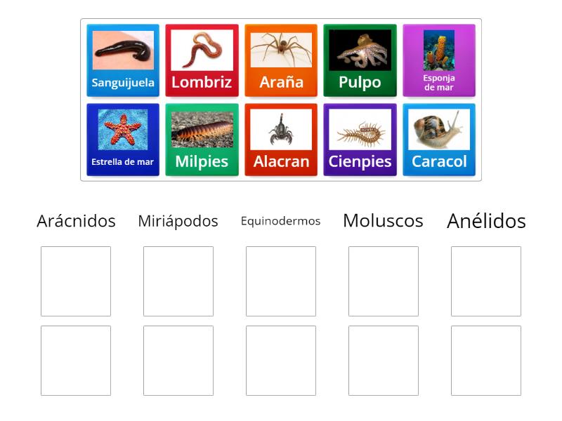 Clasificación de los invertebrados - Group sort