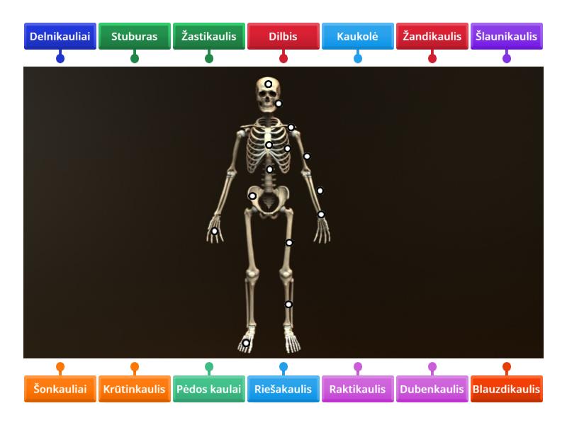 Kaulai - Labelled diagram