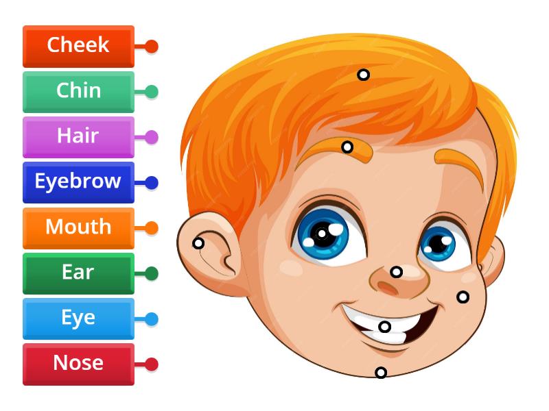 Parts of the Human Head - Labelled diagram