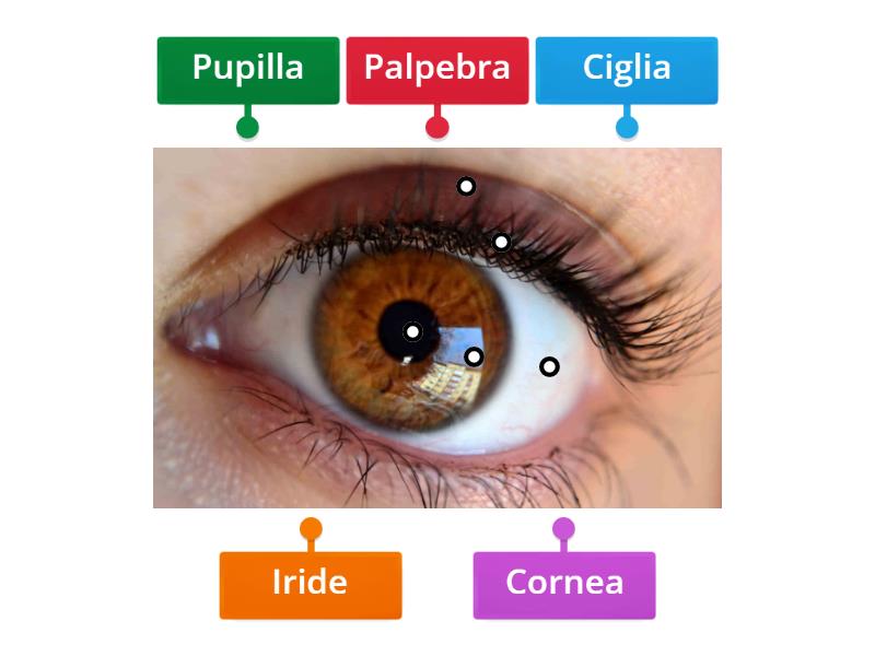 Conosci le parti dell`occhio? - Labelled diagram