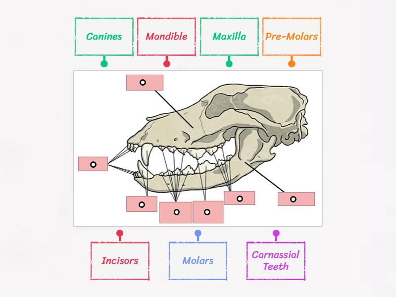 Canine Anatomy - Skull & Teeth - Labelled diagram