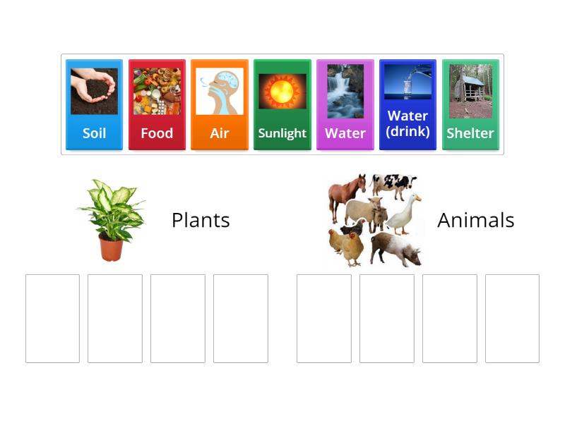 Plant and Animal Needs - Group sort