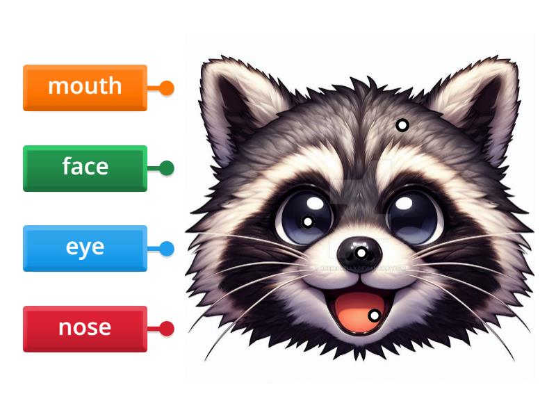 Raccoon Face - Labelled diagram