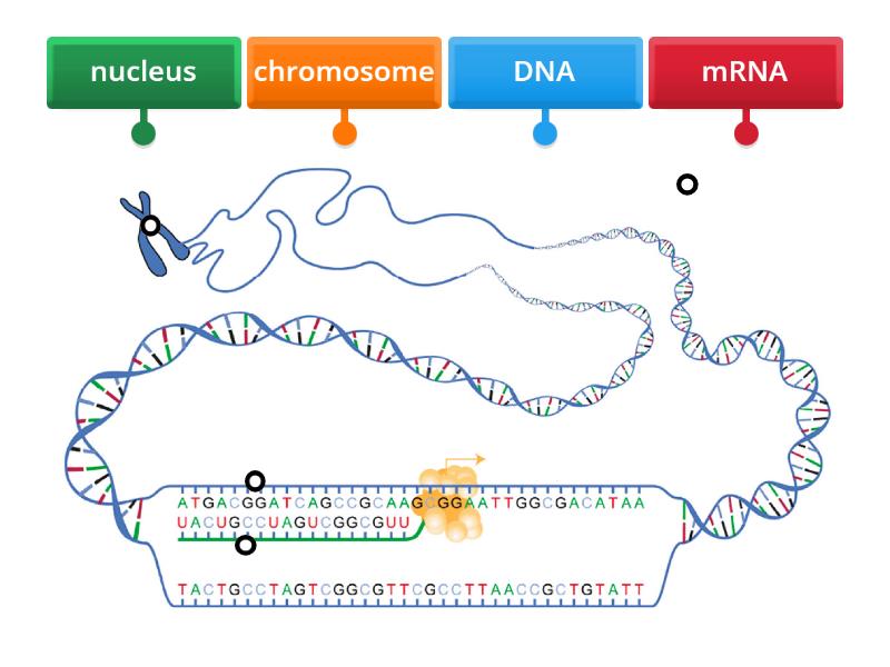 transcription labeling - Labelled diagram