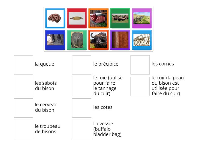 Associe le mot et l'image - les parties du bison - Połącz w pary