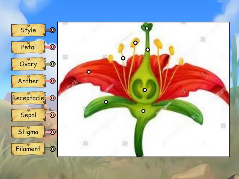 Parts of a flower - Labelled diagram