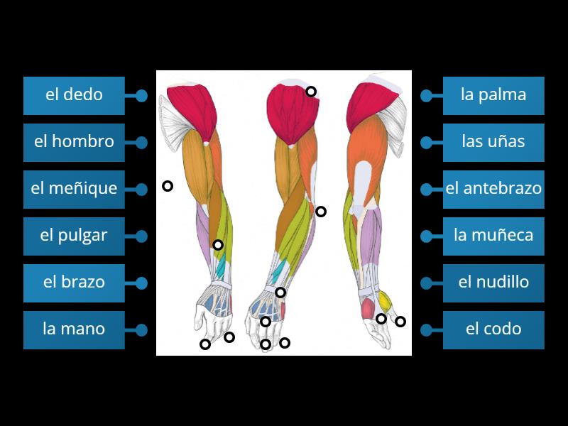 Partes del cuerpo - brazo - Labelled diagram