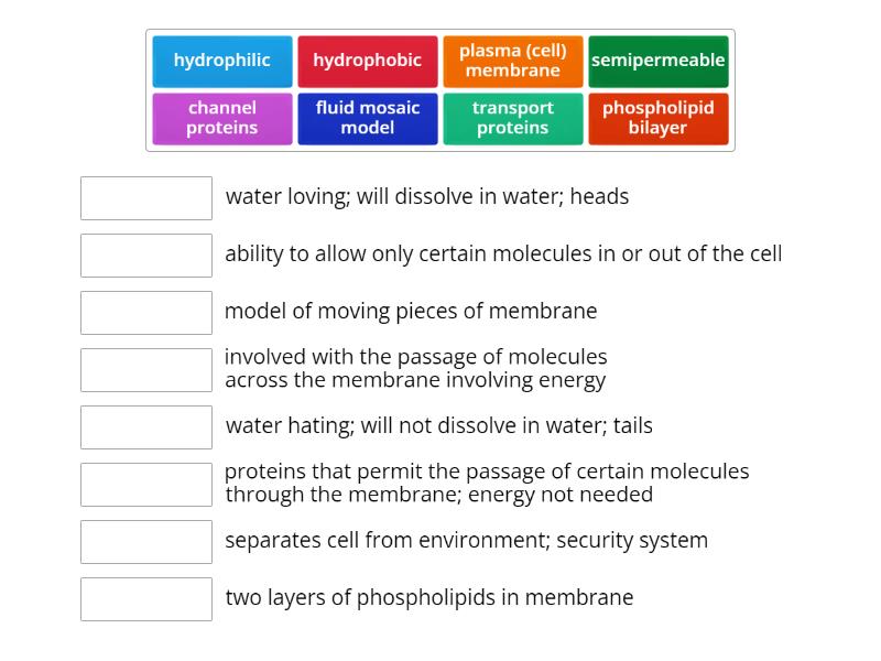 Plasma (Cell) Membrane - Match up