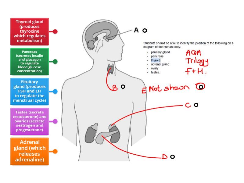Glands in the body - Labelled diagram