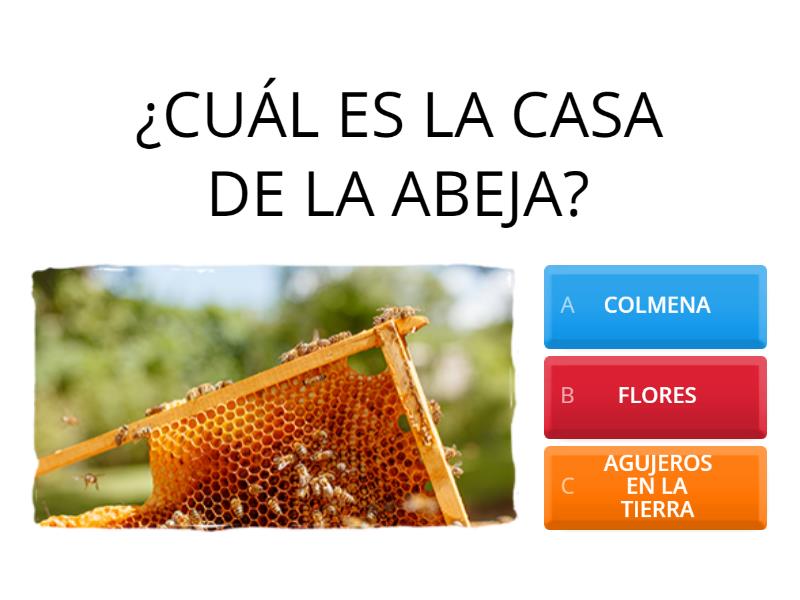 ¿CUÁNTO SABEMOS SOBRE LAS ABEJAS? 2° - Quiz