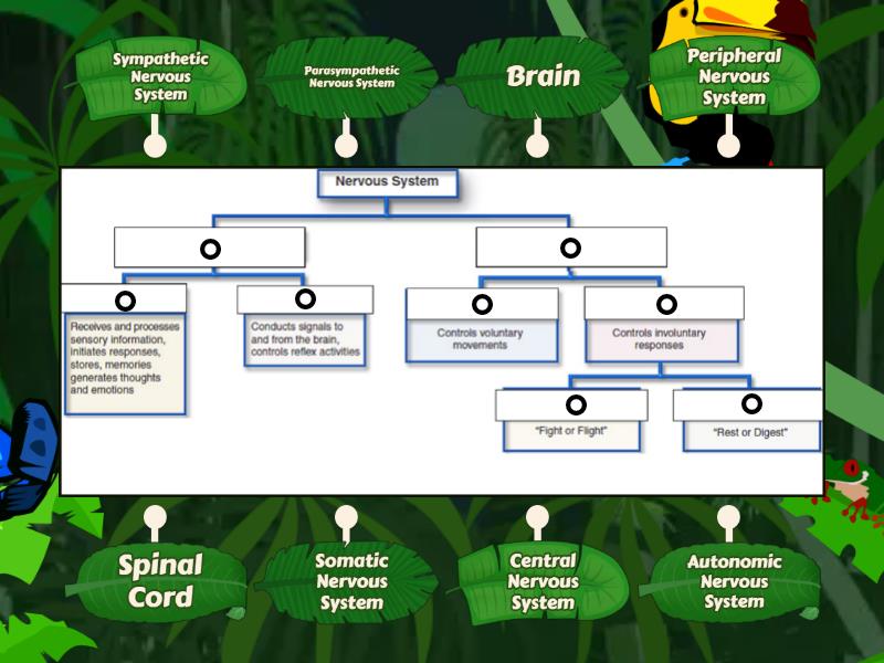 Year 11 ATAR Psychology 2023 - Divisions of the Nervous System ...