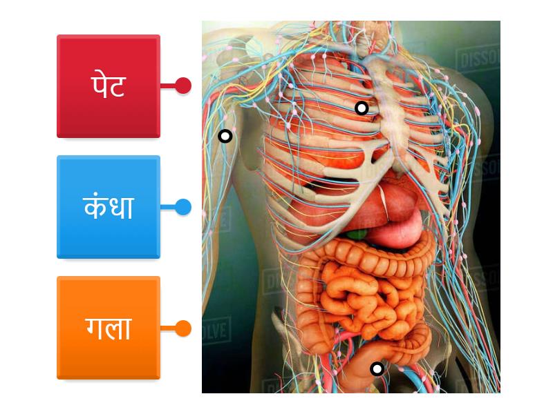 Human body - Labelled diagram