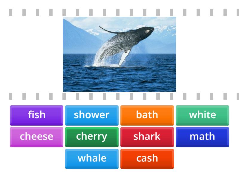 Digraphs (sh, ch, th, wh) - Find the match