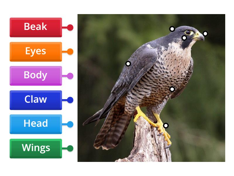 The scratch Bird - Labelled diagram