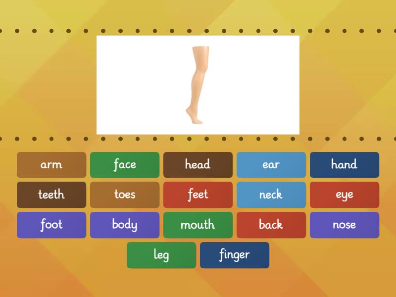 Parts of the body - Find the match