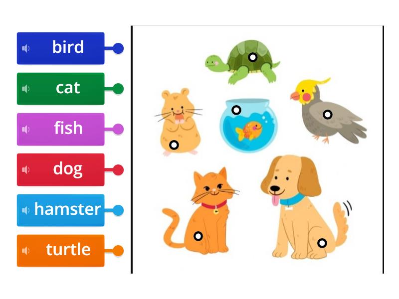 Pets - Labelled diagram