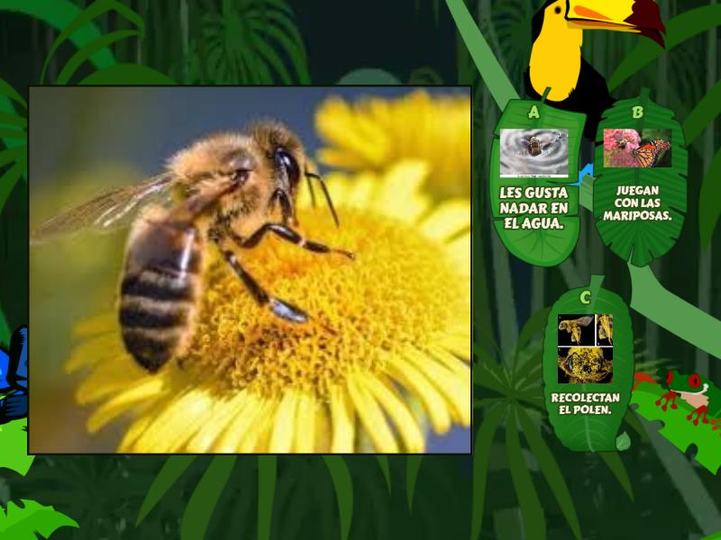 LAS ABEJAS... - Quiz