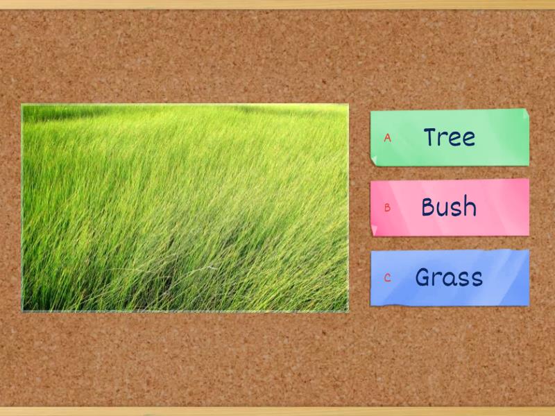 Types of plants : tree, bush or grass? - Cuestionario