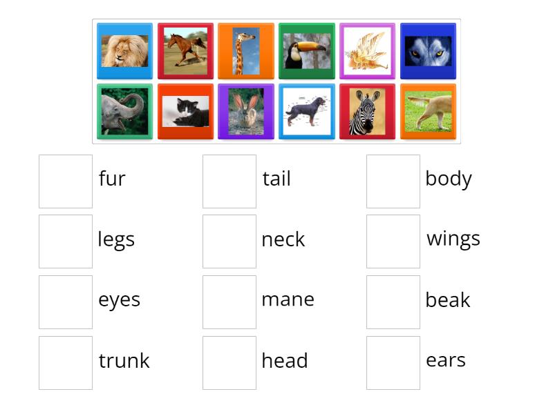 Animal body parts - Match up