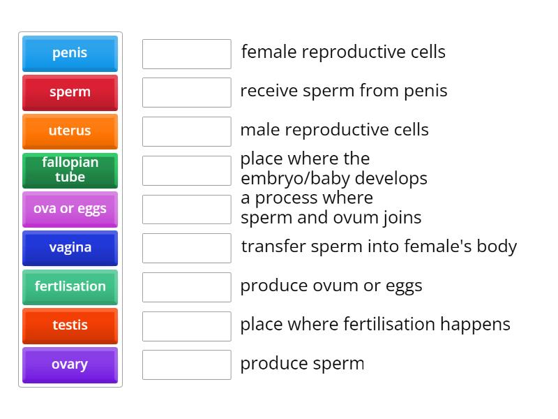 Reproductive System - Match up