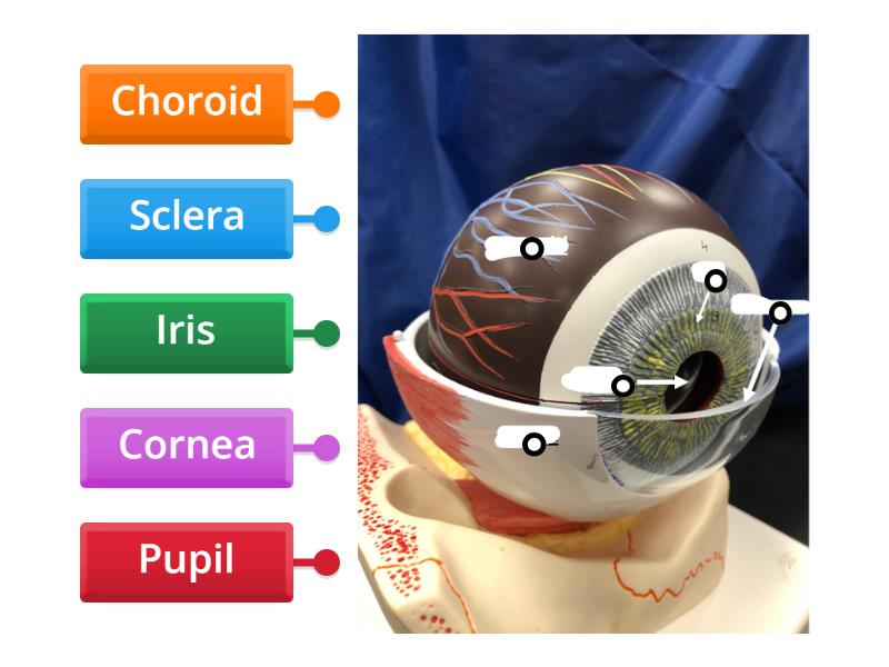 Eye 6 - Labelled diagram