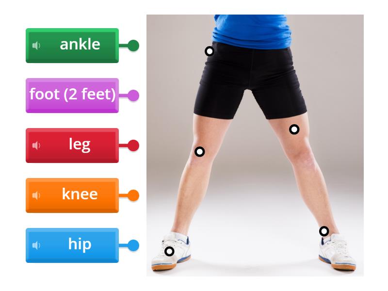 The lower body - Labelled diagram
