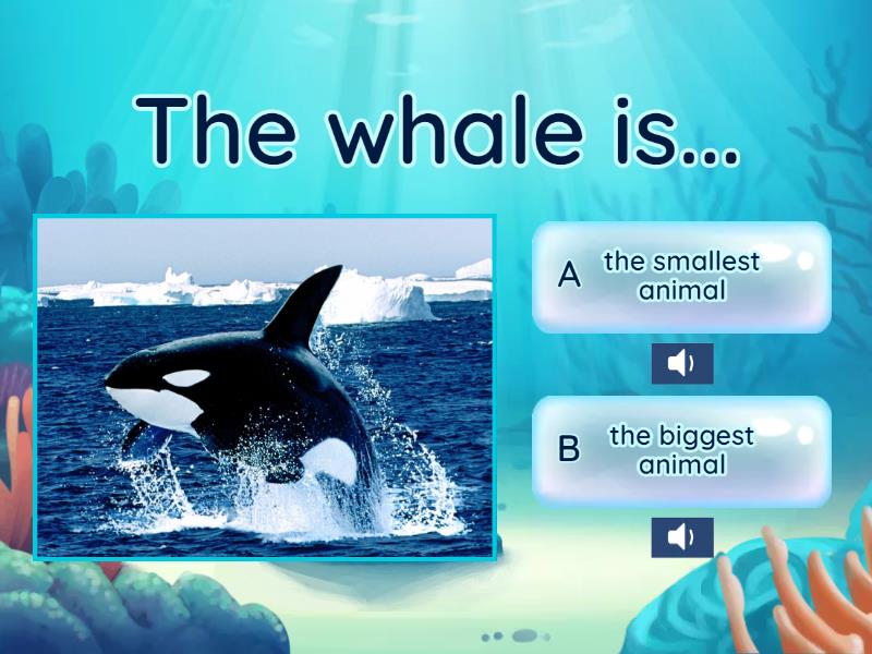 Whales - Quiz