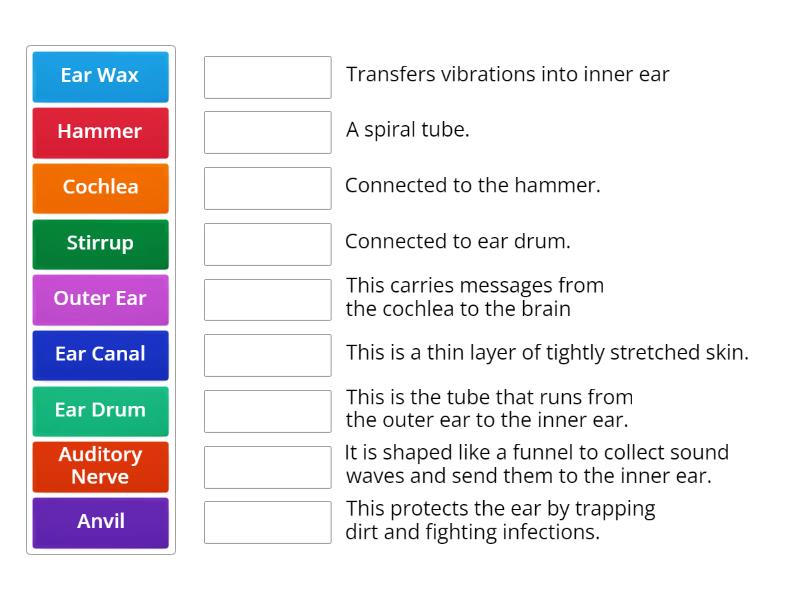 Parts of the ear Y4 - Match up