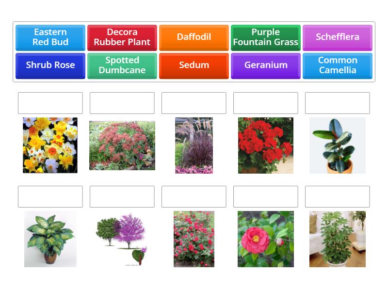 Plant ID Review Week 4 - Match up