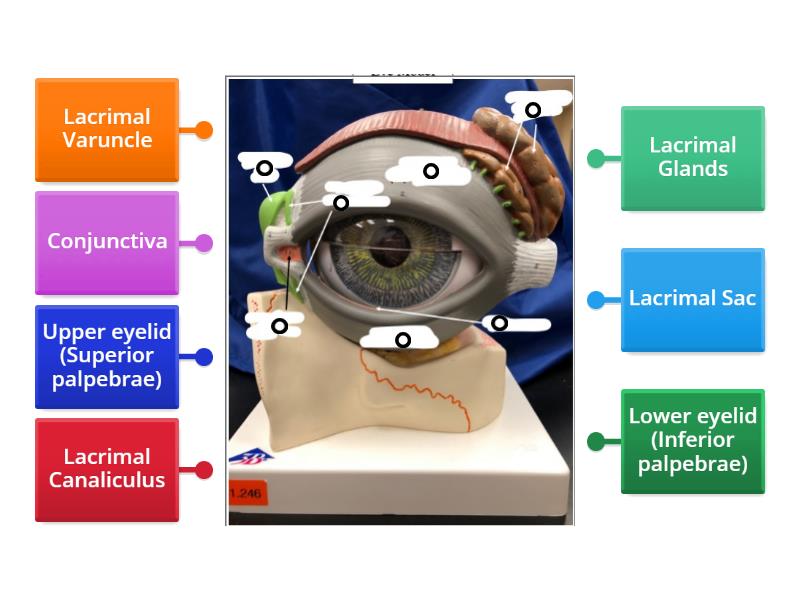 Eye 2 - Labelled diagram
