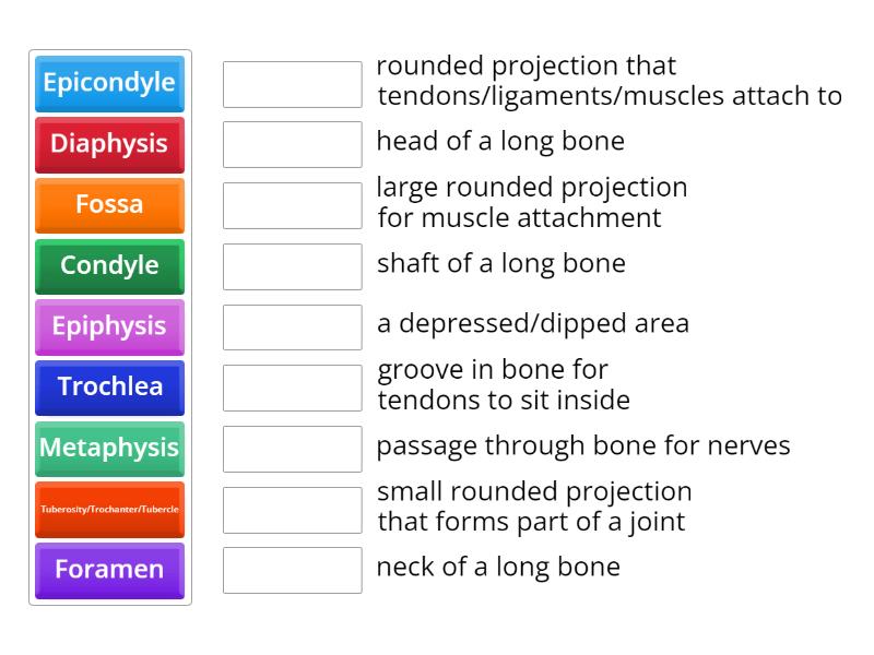 Skeletal Terminology - bony protuberences etc - Match up