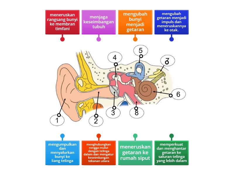 2024 Fungsi bagian pada telinga manusia - Labelled diagram