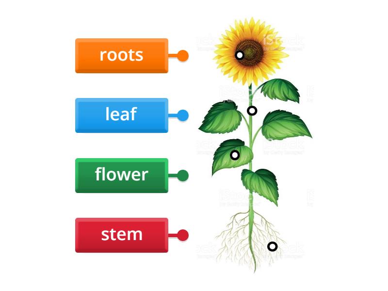 Parts of a plant 2 - Labelled diagram