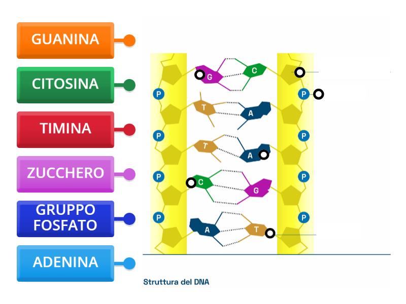 LA STRUTTURA DEL DNA - Labelled diagram
