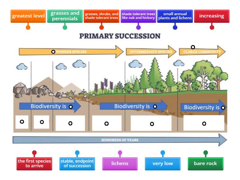 Primary Succession - Labelled diagram
