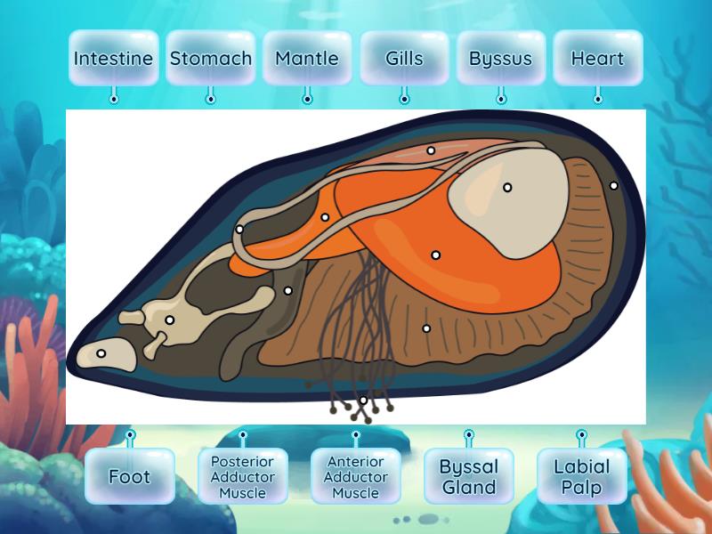Zebra Mussel Diagram