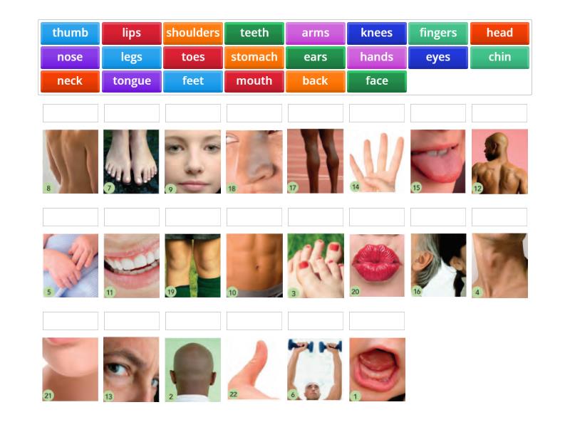 EF Inter 6B (body parts) - Match up