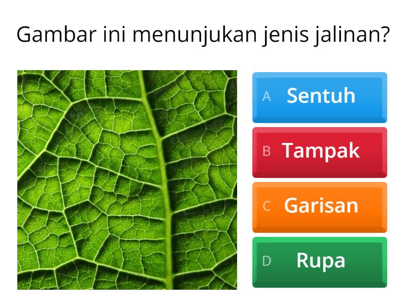 PSV : Unsur Seni - Garisan, Rupa, Bentuk, Jalinan, Ruang, Warna - Quiz